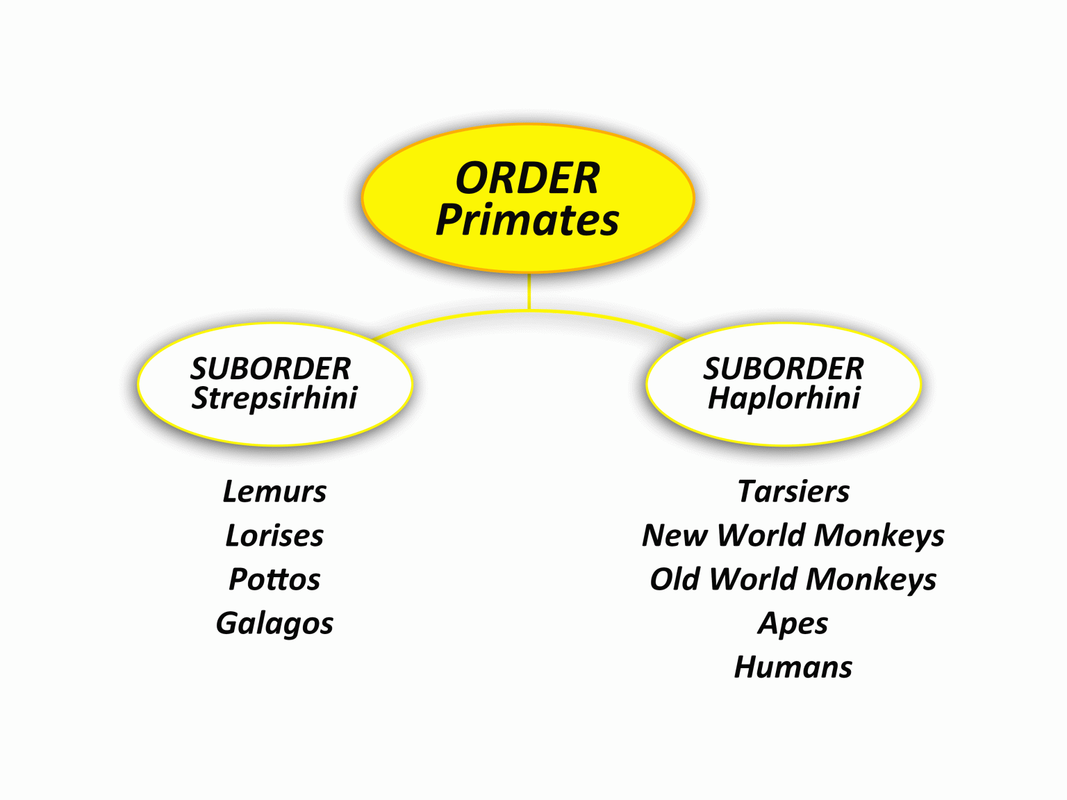 Chapter 7: Primates - myText CNM